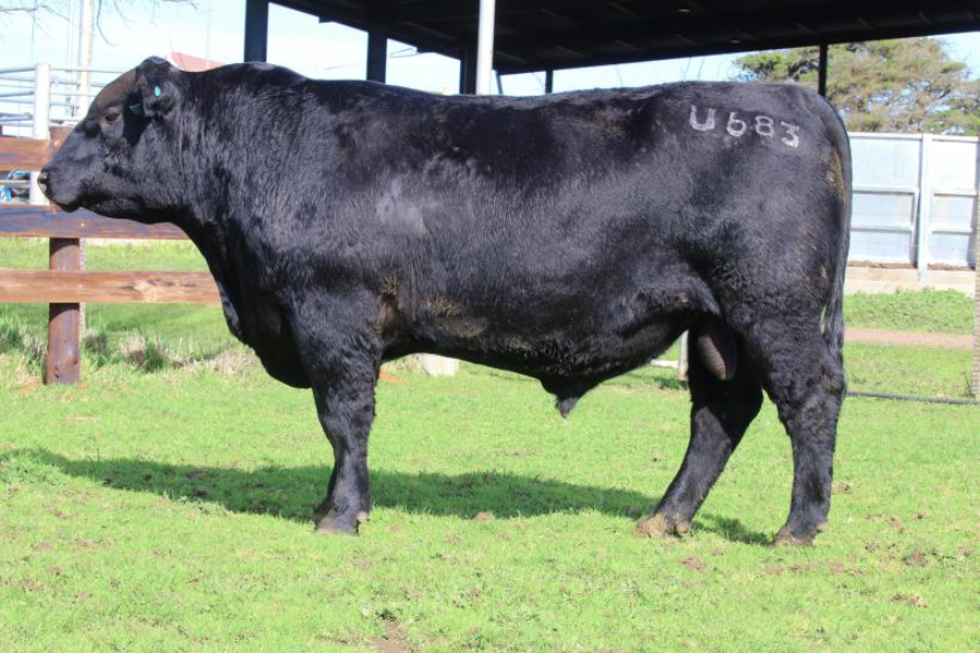 Lot 8 - WEERAN U683 | AuctionsPlus