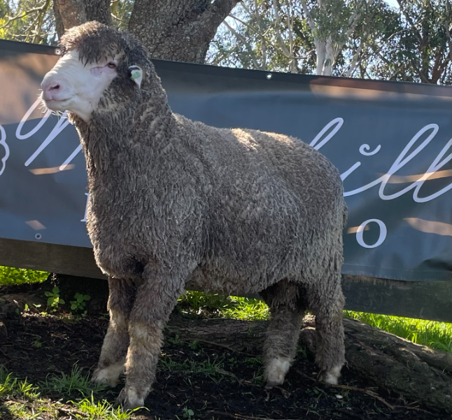 Lot 84 - Macehill 372 | AuctionsPlus