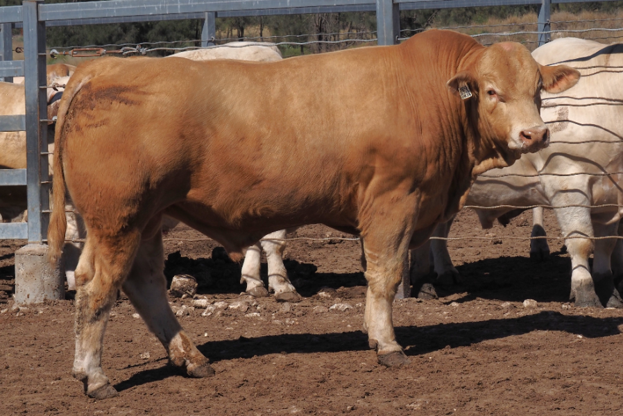 Lot 11 - GLENLEA RED RASCAL U189 (P) (R/F) | AuctionsPlus