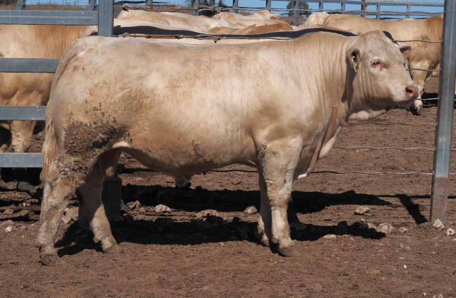 Lot 53 - BARBER GLENLEA Q BRICK V18 (P) | AuctionsPlus