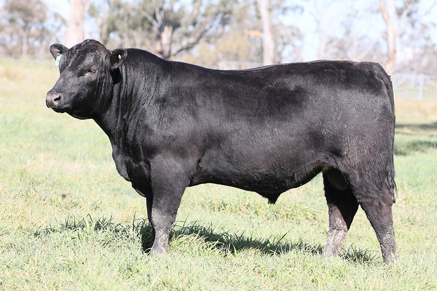 Lot 37 - BEN NEVIS VICTOR V389 | AuctionsPlus