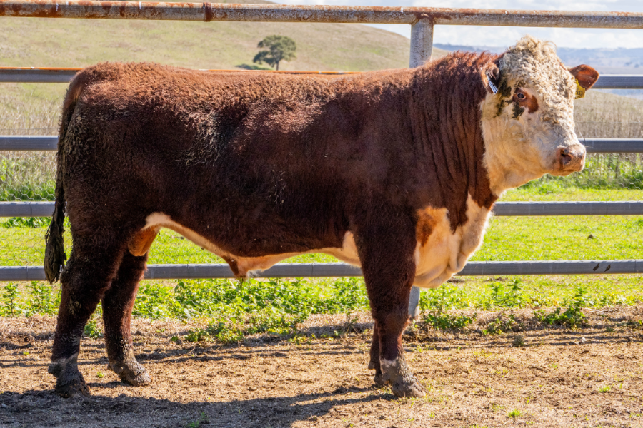 Lot 27 - DALKEITH SUPER U130 (PP) | AuctionsPlus