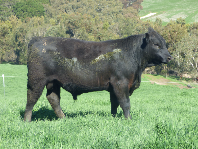 Lot 3 - GRASSDALE ESTATE BRAVEHEART V4 | AuctionsPlus