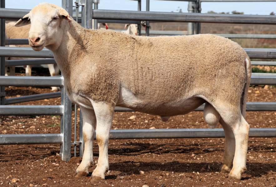 Lot 15 - Tag-123 | AuctionsPlus