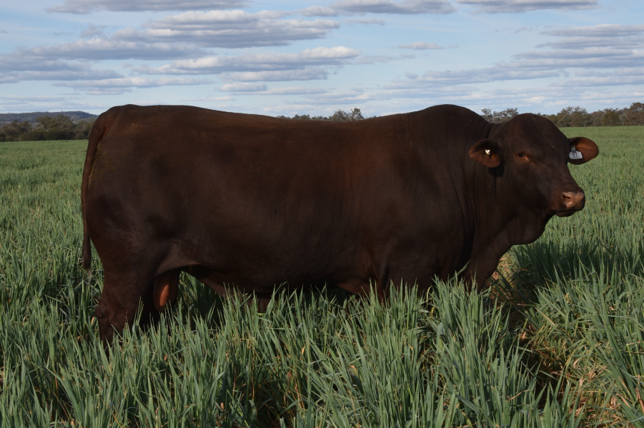 Lot 3 - JAMALLY VERSATILE V2 (P) | AuctionsPlus