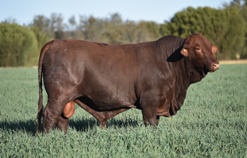 Lot 31 - JAMALLY SUPERCAR V8 (PP) | AuctionsPlus