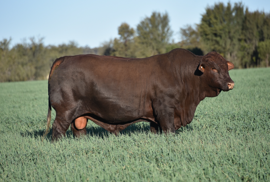 Lot 34 - JAMALLY VIKING V62 (P) | AuctionsPlus