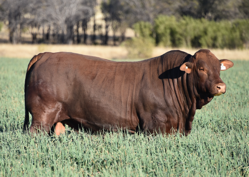 Lot 35 - JAMALLY VANCOUVER V74 (P) | AuctionsPlus