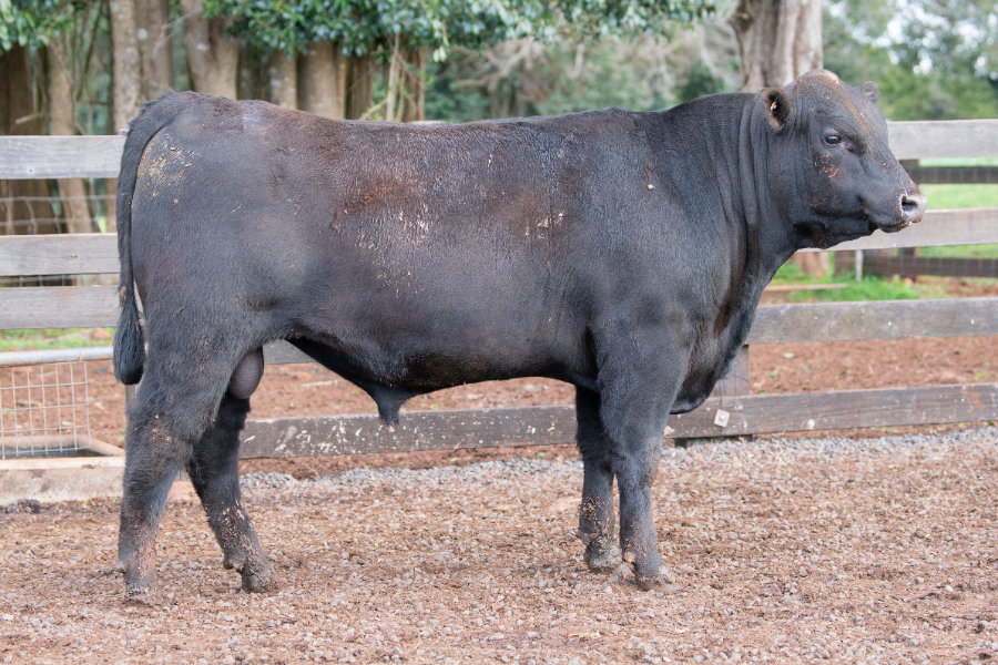 TANDARA ANGUS BULL & FEMALE DISPERSAL SALE - Auction 126437 | AuctionsPlus