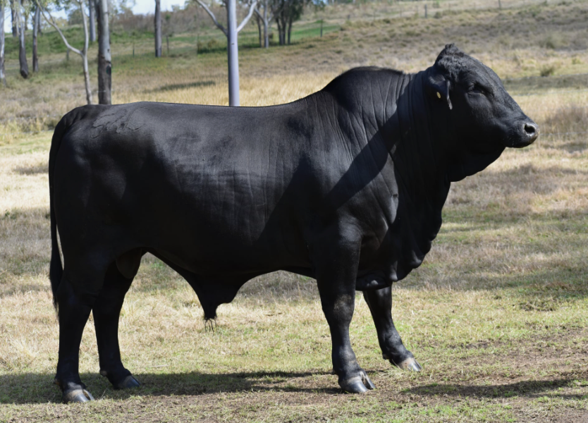 Lot 34 - RVB 23 UZI | AuctionsPlus