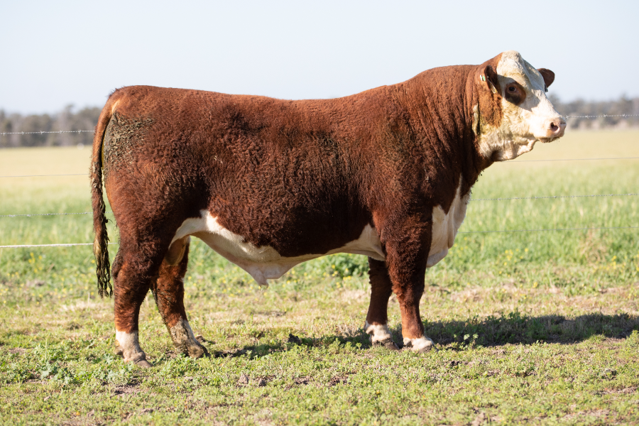 Lot 1 - BINARA UPTON U002 (AI) (PP) | AuctionsPlus