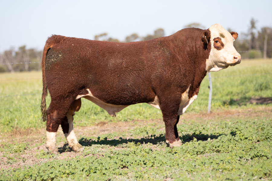 Lot 8 - BINARA ULBERTO U056 (S) | AuctionsPlus