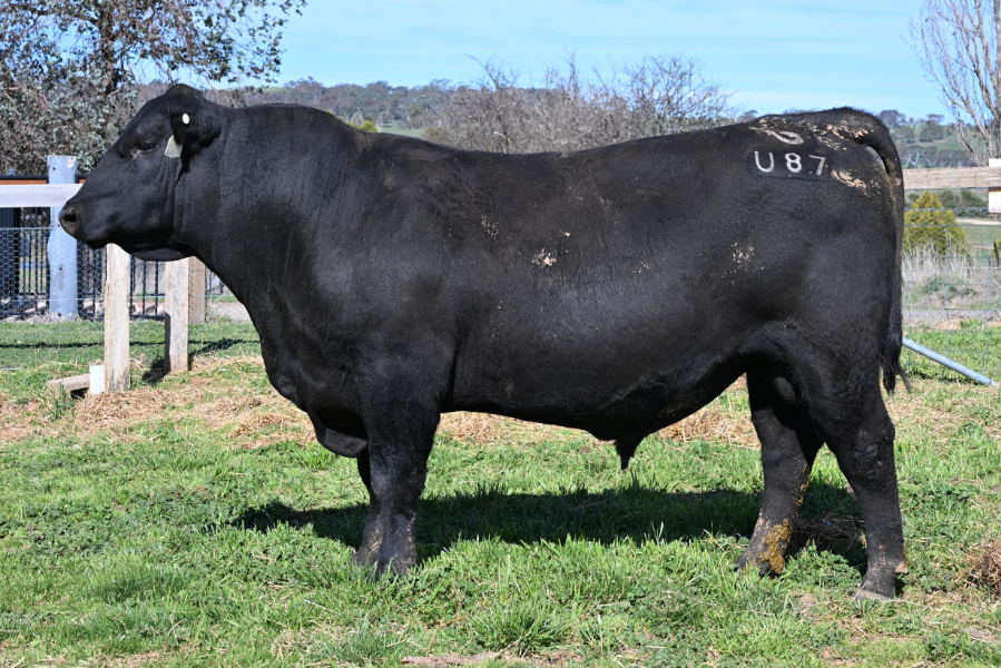 Lot 9 - DALWHINNIE UNBREAKABLE U87 | AuctionsPlus