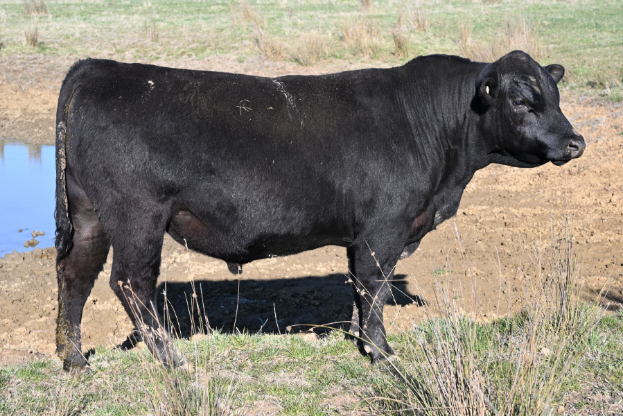 Lot 17 - DALWHINNIE U141 | AuctionsPlus