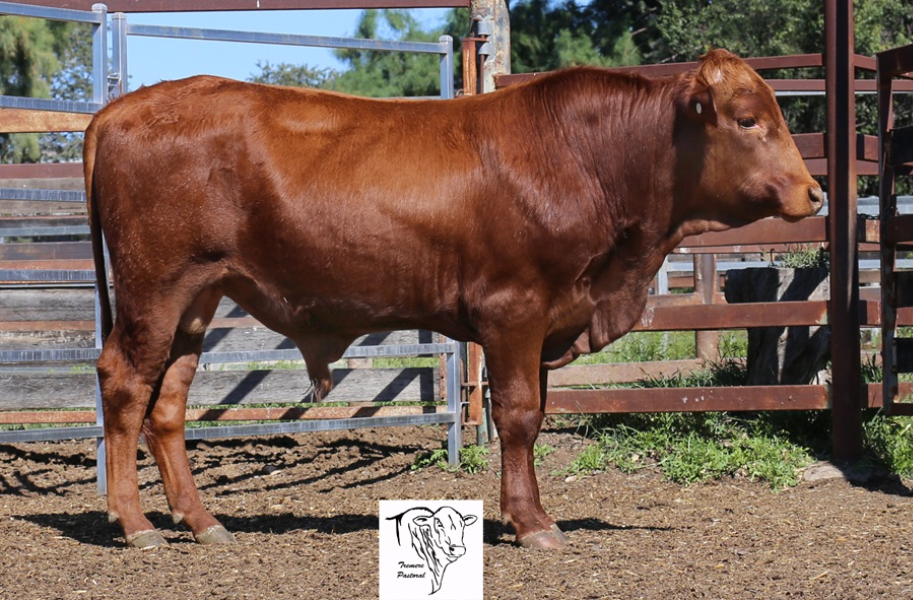 Lot 37 - TRE240037 | AuctionsPlus