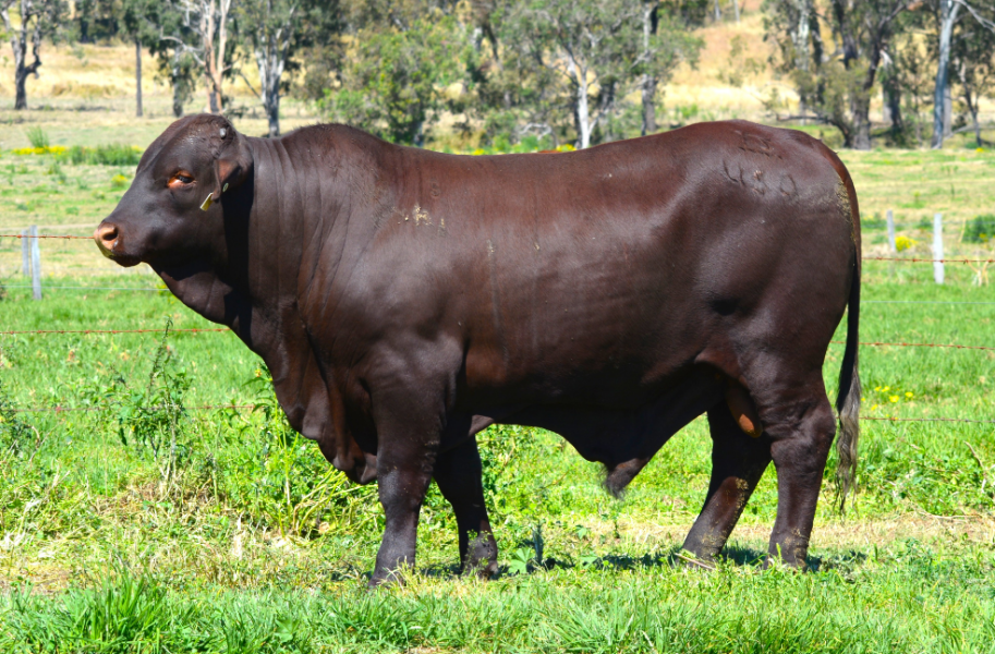 TALGAI U LITTLE RIPPER (P) | AuctionsPlus