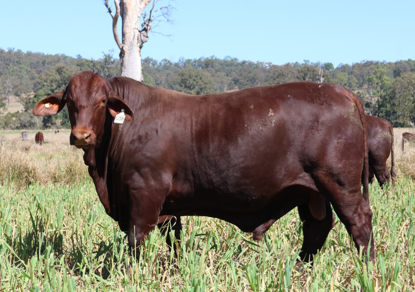 Lot 6 - TALGAI URANIUM (PP) | AuctionsPlus