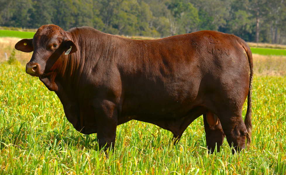 Lot 7 - TALGAI ULTRASONIC (PP) | AuctionsPlus