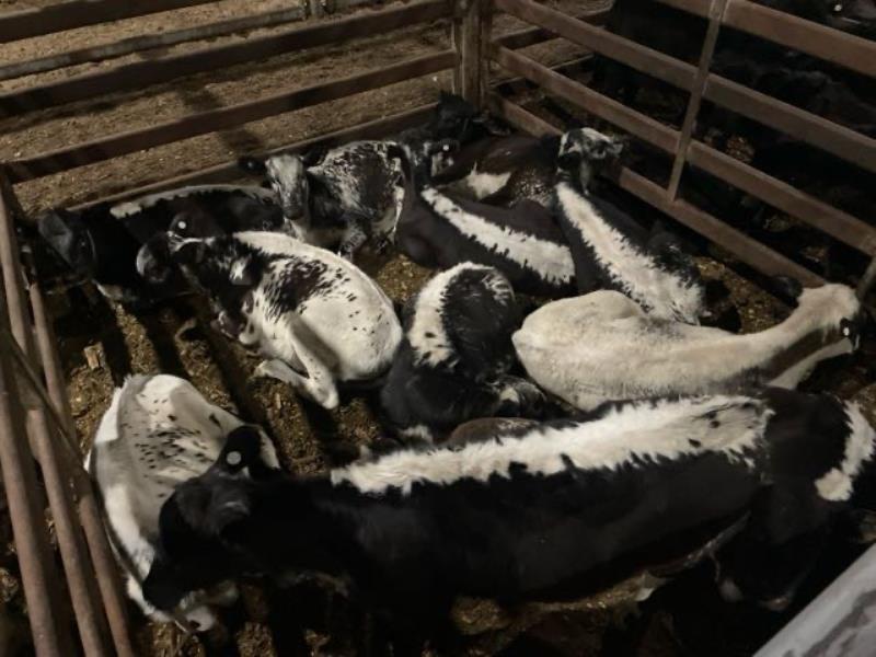 Pen 175A/N - 12 Speckle Park X Heifer 132.10kg (Total weight: 1585kg) | AuctionsPlus