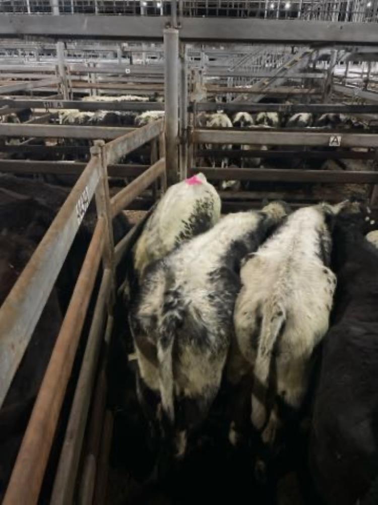 Pen 143A/L - 1 Speckle Park X Heifer 310kg (Total weight: 310kg ...