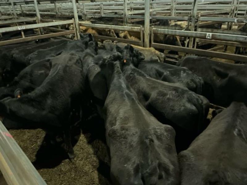Pen 151/N - 14 Angus X Grown Heifers 408.90kg (Total weight: 5725kg ...