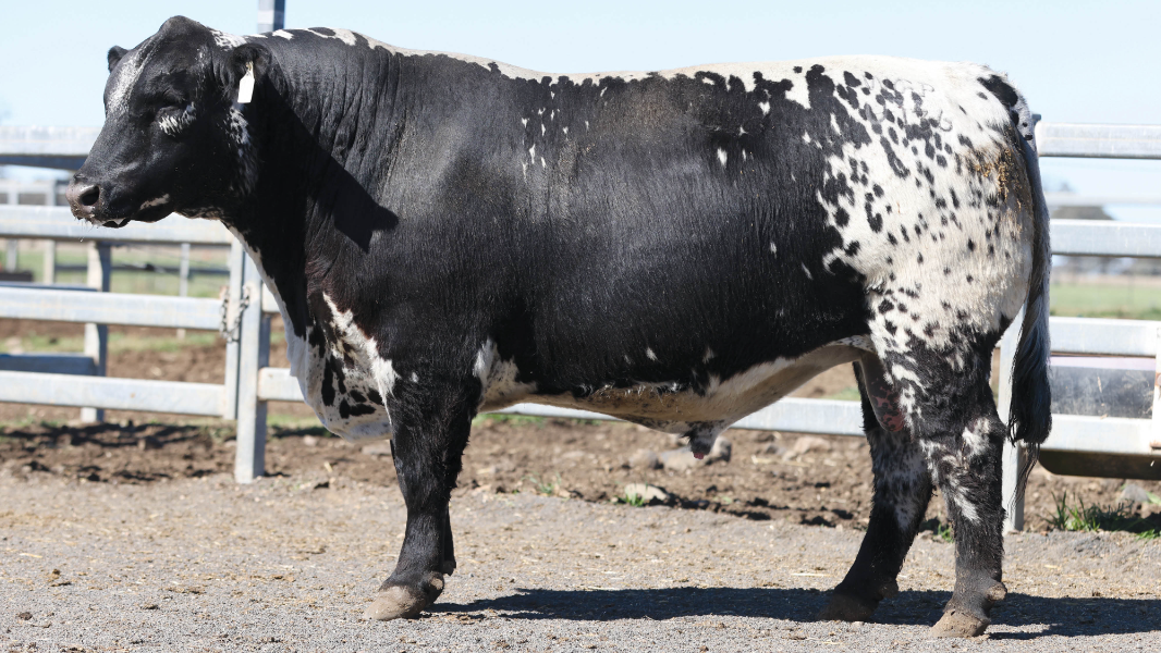 Lot 16 - SMOOTH OPERATOR | AuctionsPlus