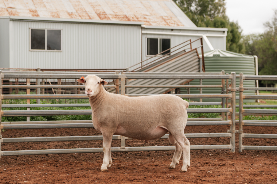 Lot 7 - Tag 240752 | AuctionsPlus