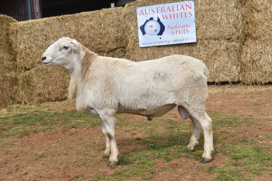 LOT 12 - Tag 240205 | AuctionsPlus