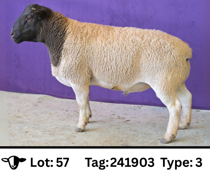 Lot 57 - DEEPDALE 241903 | AuctionsPlus