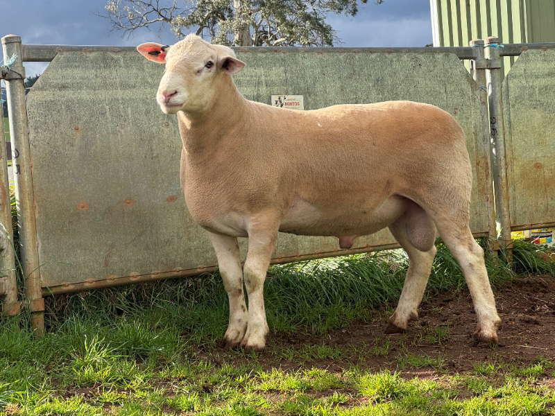 LOT 48 - CARDELLO 240042 | AuctionsPlus