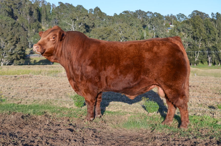 Lot 3 - GOLDSTEIN PARK UNDERTAKER U49 (PP R AA) | AuctionsPlus