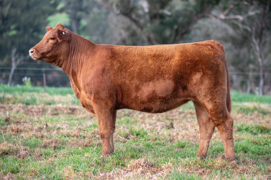 Lot 22 - GOLDSTEIN PARK UNDISCOVERED ROSE (PP R AC) | AuctionsPlus