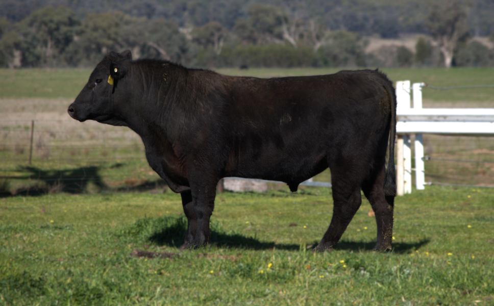 Lot 23 - Fairview Valley Nugget U117 | AuctionsPlus