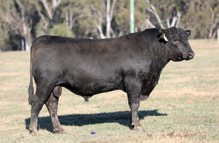 Lot 9 - MOOROOBIE ENHANCE Q78 U194 | AuctionsPlus