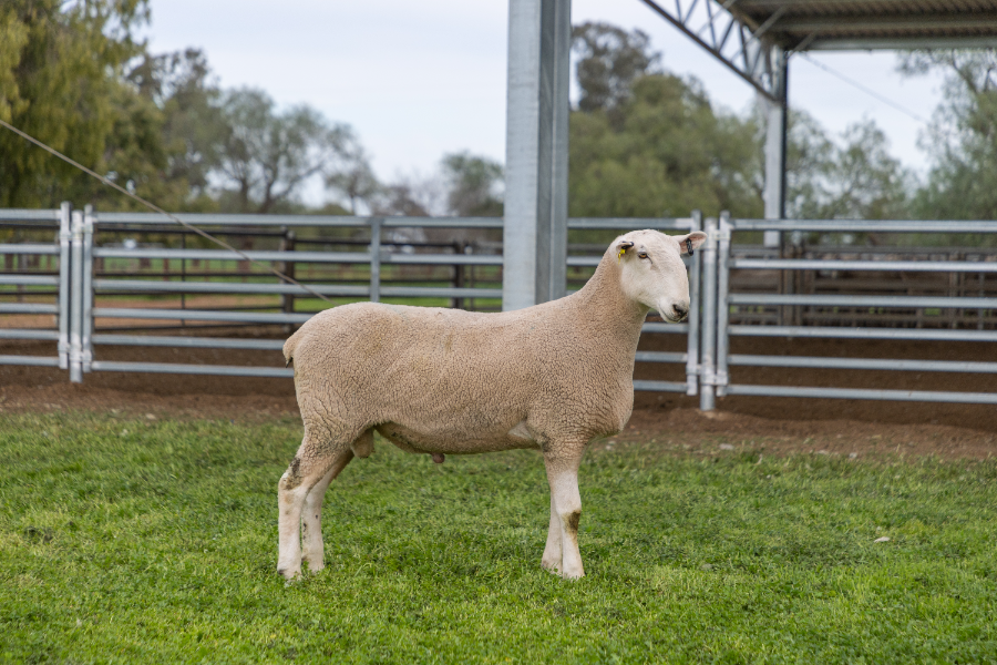 GLENEITH BORDER LEICESTER STUD RAM SALE - Auction 126809 | AuctionsPlus