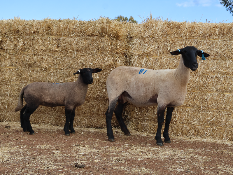 Lot 81 - Stud Ewe and Lamb | AuctionsPlus