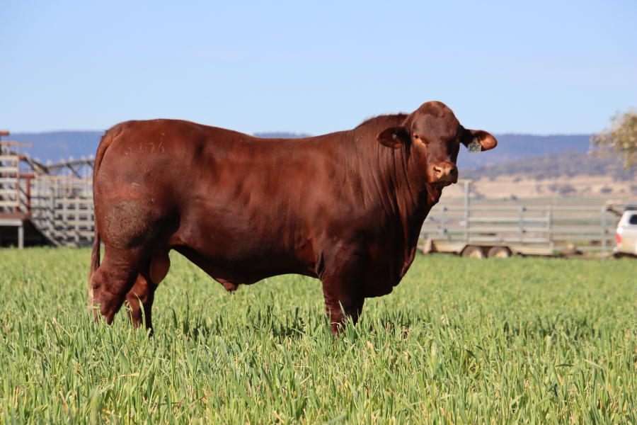 Lot 18 - DIAMOND H BOYD B106 (P) | AuctionsPlus