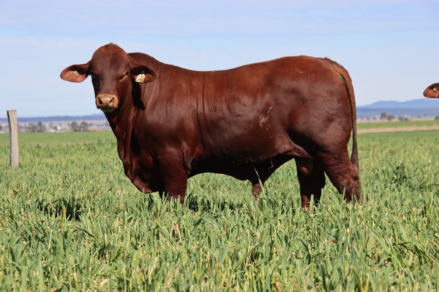 Lot 66 - WARENDA U42 (P) | AuctionsPlus