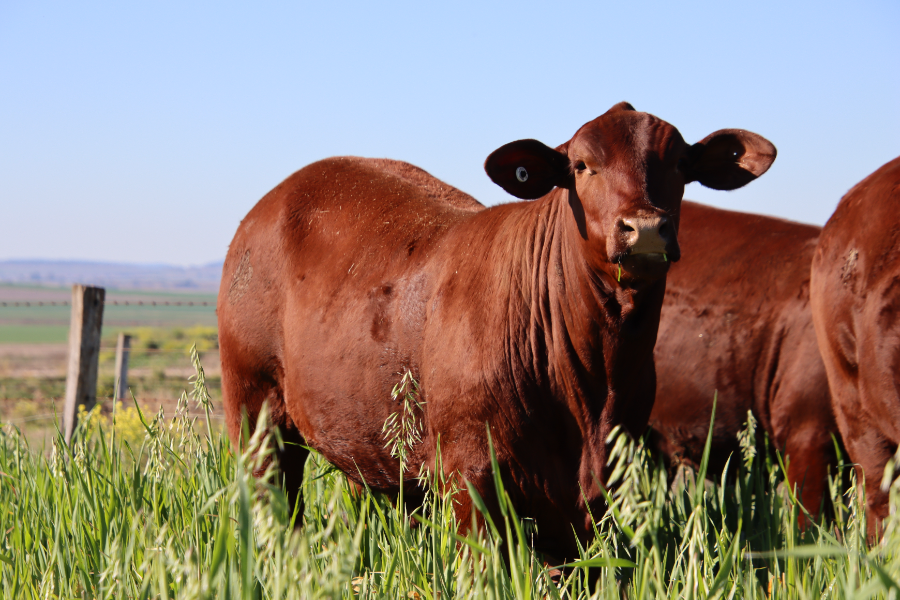 Lot 11 - WARENDA VICKI V19 (P) | AuctionsPlus