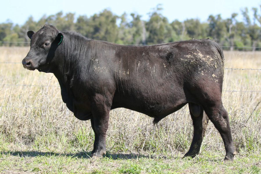 Lot 8 - JK CATTLE CO V616 | AuctionsPlus