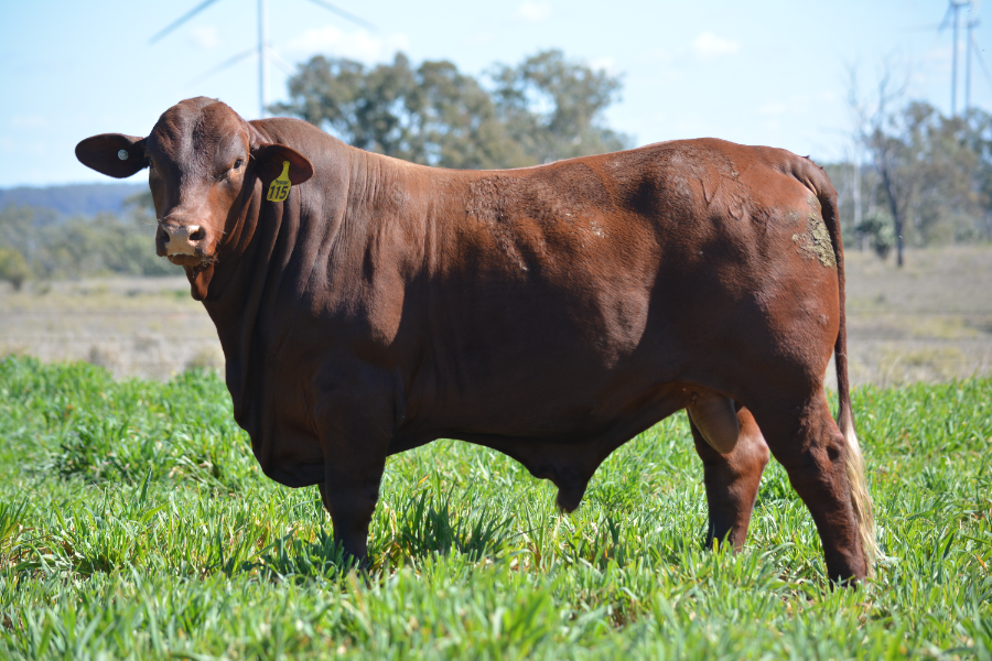 Lot 115 - ROSEVALE SOLDIER V34 (AI) (P) | AuctionsPlus