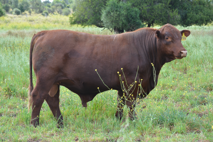 Lot 119 - ROSEVALE SOLDIER V32 (AI) (P) | AuctionsPlus