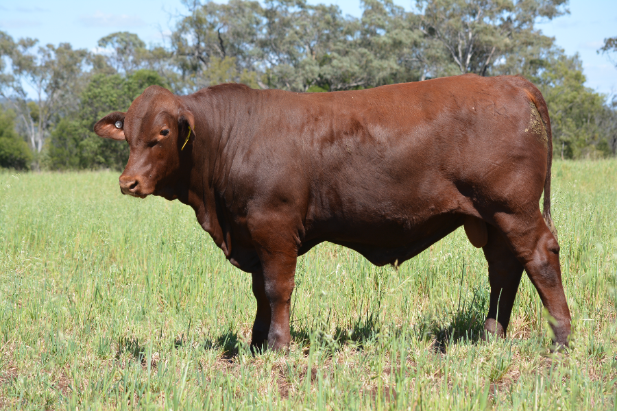 Lot 161 - ROSEVALE KILLJOY V1714 (PP) | AuctionsPlus