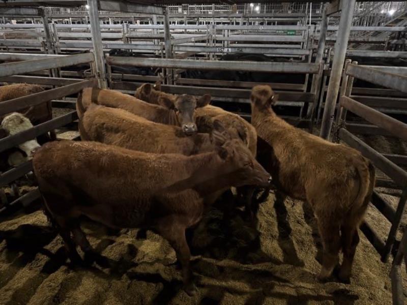 5 Red Angus X Heifer 320kg (Total weight: 1600kg) | AuctionsPlus