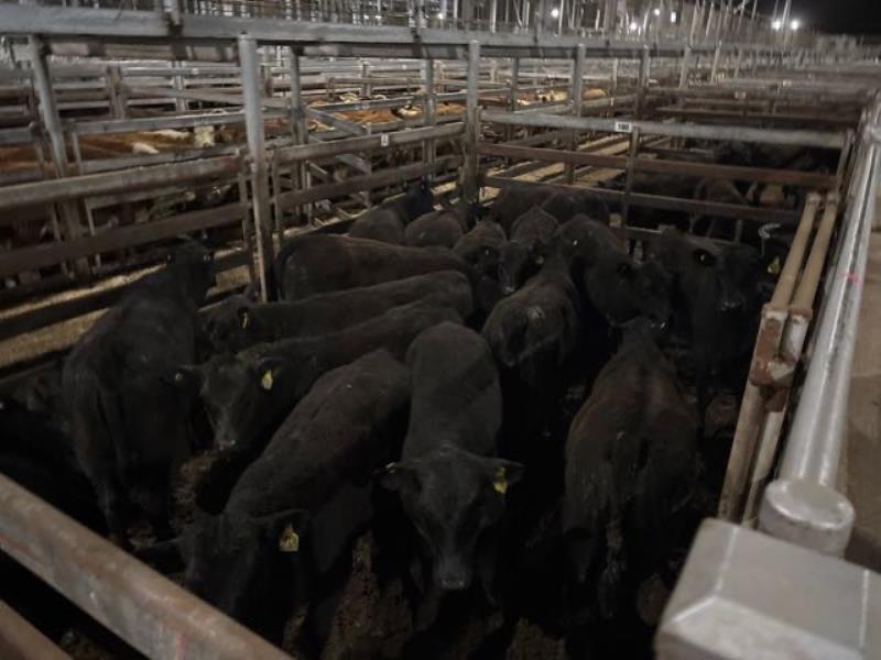 Pen 160-160A-N - 17 Angus Weaner Heifers 237.10kg (Total weight: 4030kg ...