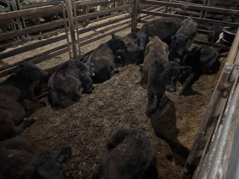 10 Angus Heifer 246kg (Total weight: 2460kg) | AuctionsPlus