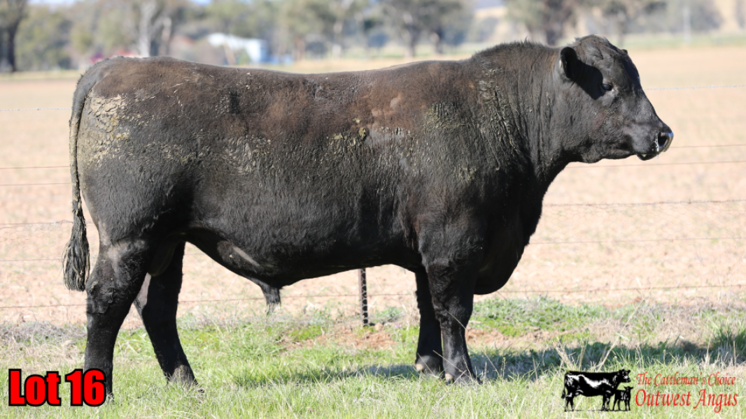 Lot 16 - OUTWEST SPOT URUNGA U268 | AuctionsPlus