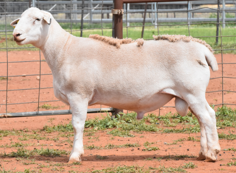Lot 105 - Tag: 249654 | AuctionsPlus