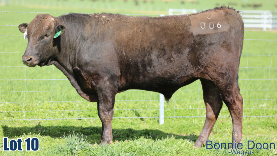 Lot 10 - BONNIE DOON WAGYU WBDF24V0006 | AuctionsPlus