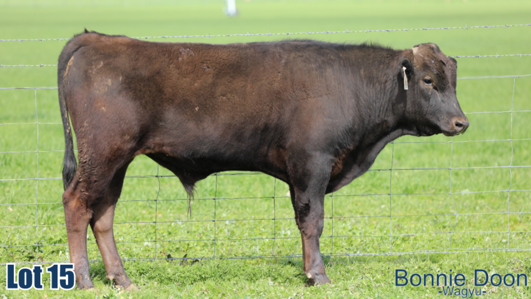 Lot 15 - BONNIE DOON WAGYU WBDF24V0328 | AuctionsPlus